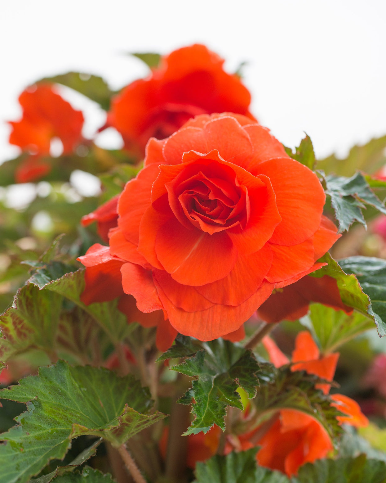 Begonia 'Double Red' tubers — Buy red double begonias online at Farmer ...