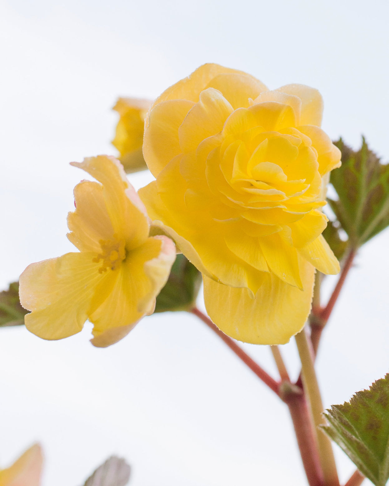 Yellow Trailing Begonia 'Pendula Yellow' tubers | Buy online at Farmer ...