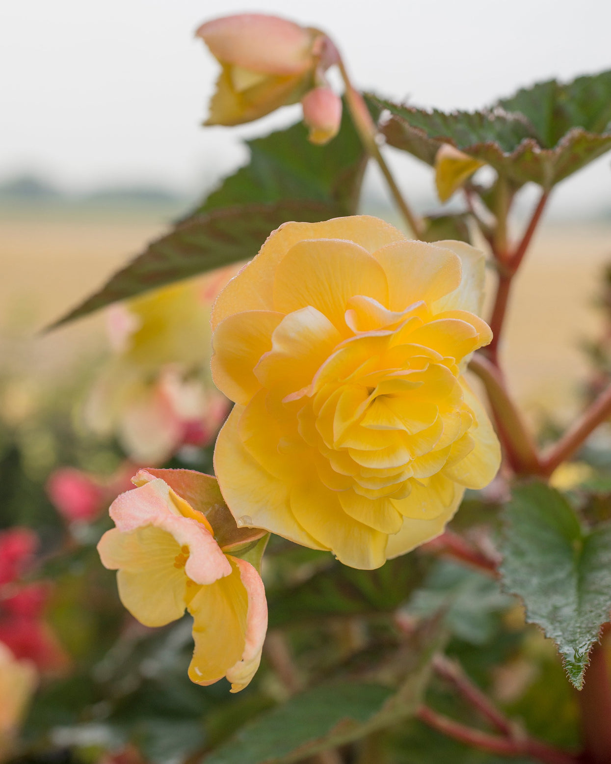 Yellow Trailing Begonia 'Pendula Yellow' tubers | Buy online at Farmer ...