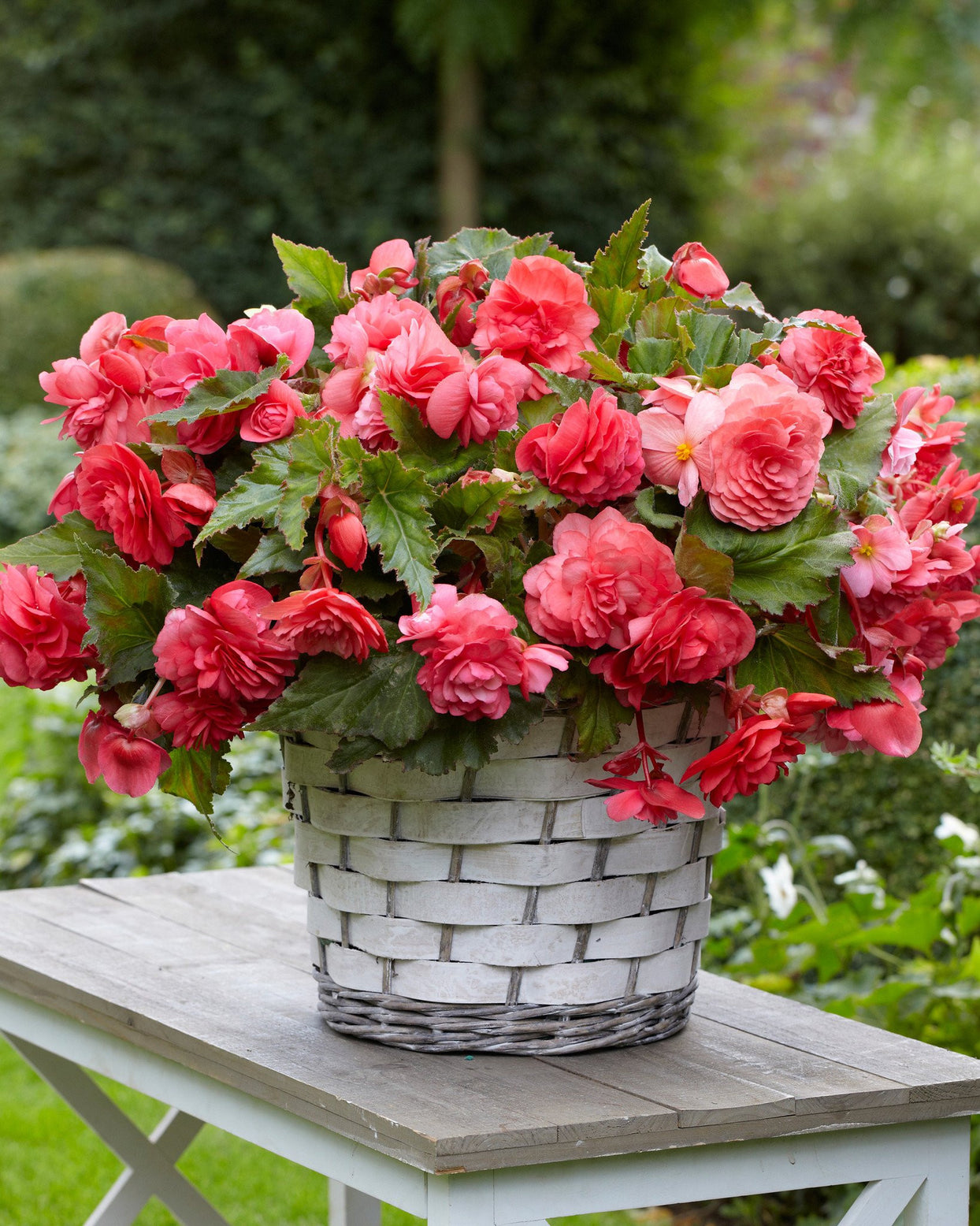 Begonia odorata 'Pink Delight' tubers — Buy fragrant pink begonias ...
