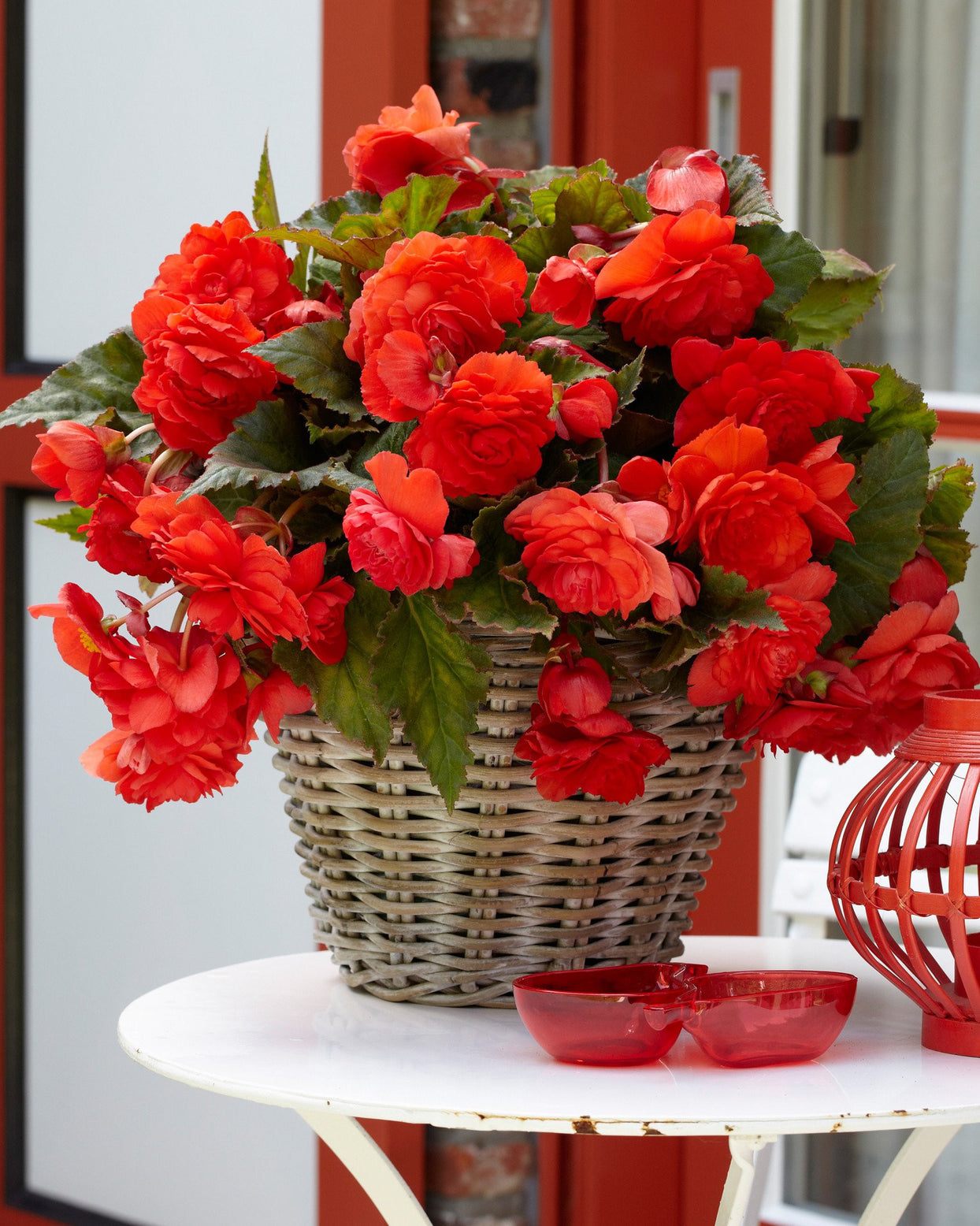 Begonia odorata 'Red Glory' tubers | Buy fragrant red begonias online ...