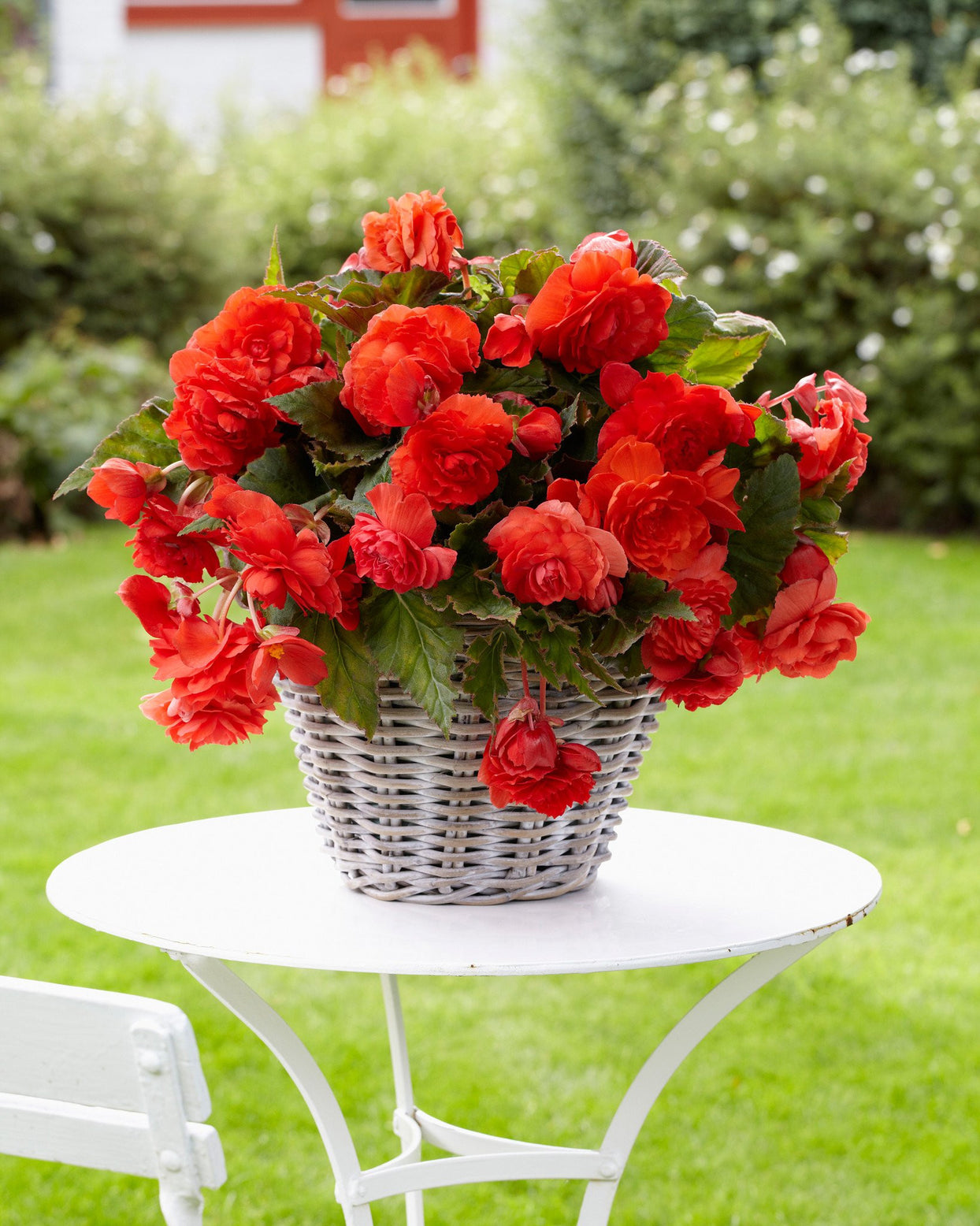 Begonia odorata 'Red Glory' tubers — Buy fragrant red begonias online ...