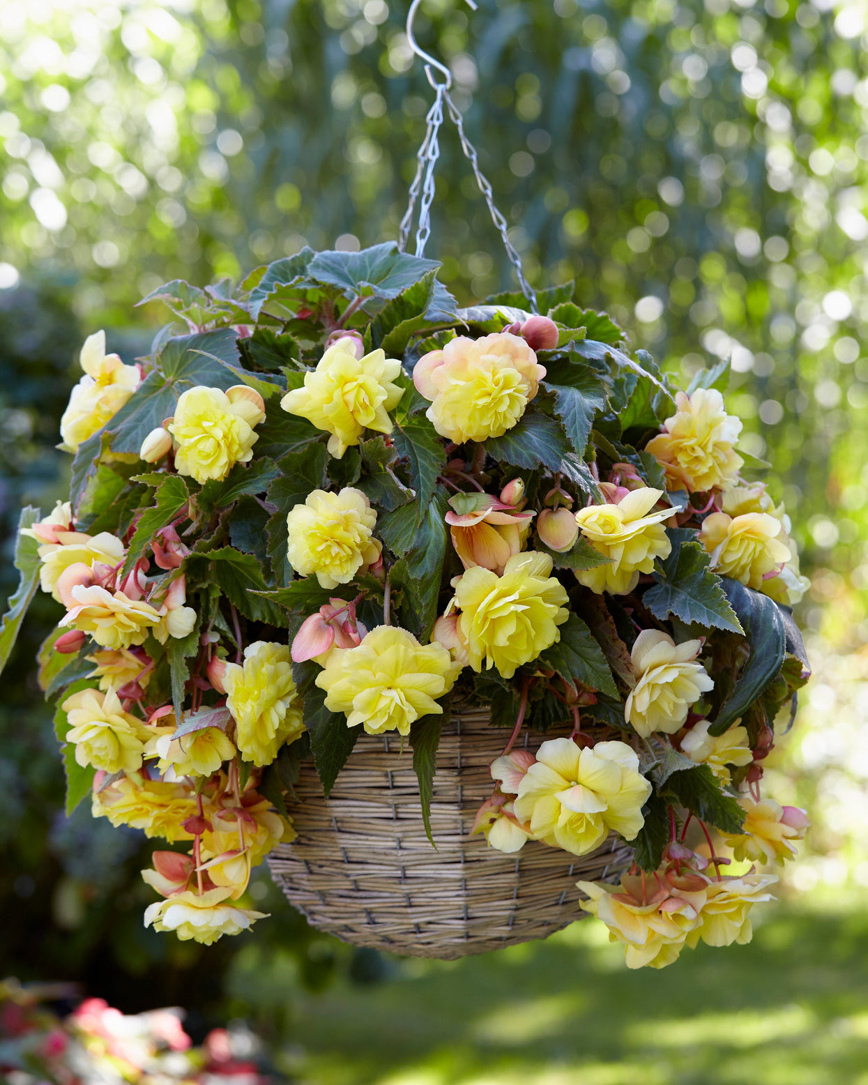 Begonia odorata 'Sunny Dream' tubers — Buy fragrant yellow begonias ...