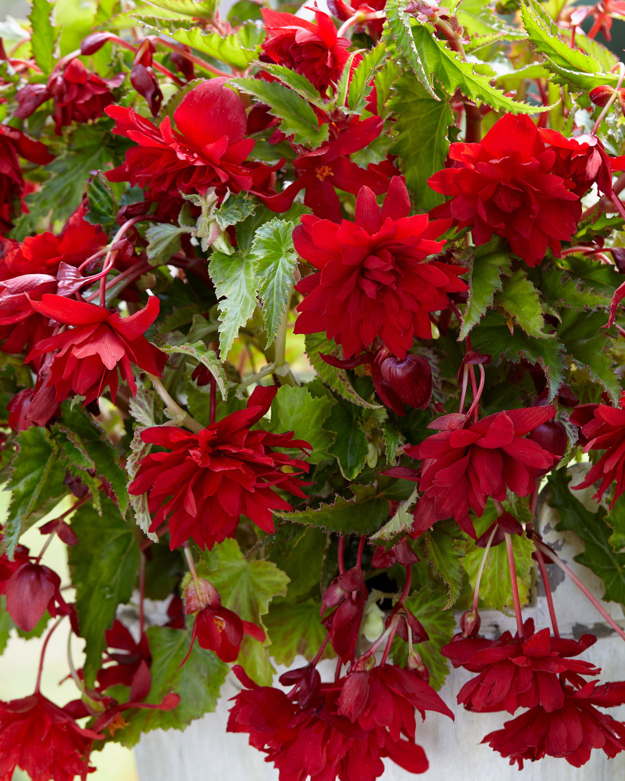 Red Trailing Begonia 'Pendula Red' tubers — Buy online at Farmer Gracy UK