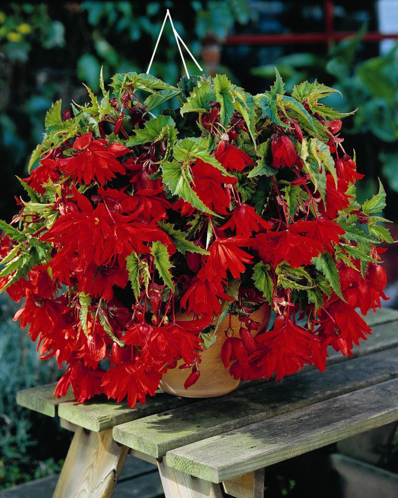 Red Trailing Begonia 'Pendula Red' tubers | Buy online at Farmer Gracy UK