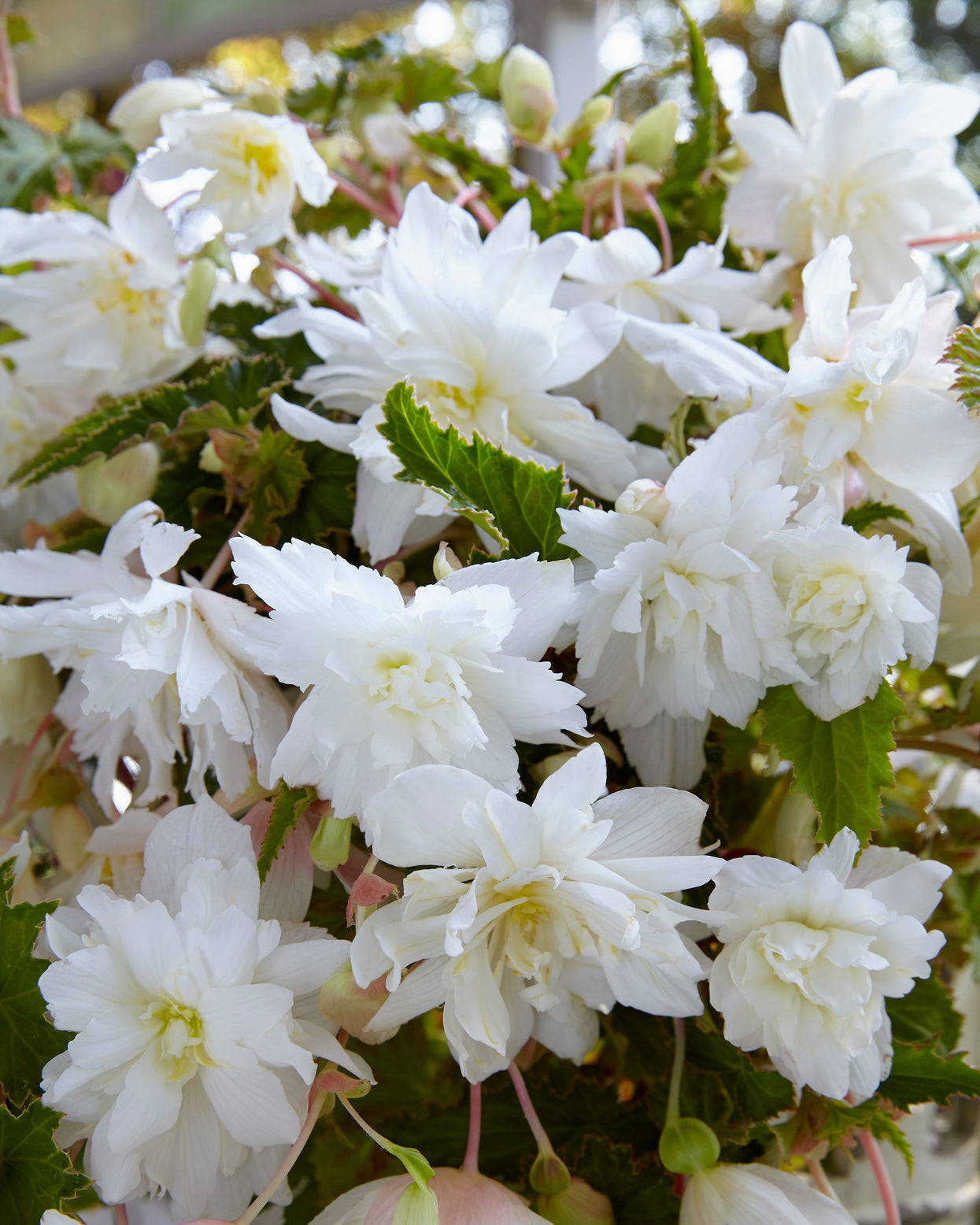 White Trailing Begonia 'Pendula White' tubers | Buy online at Farmer ...