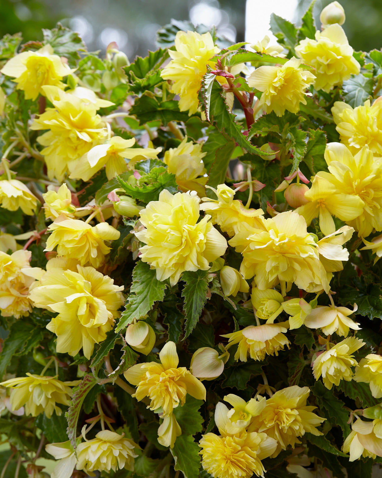Yellow Trailing Begonia 'Pendula Yellow' tubers | Buy online at Farmer ...