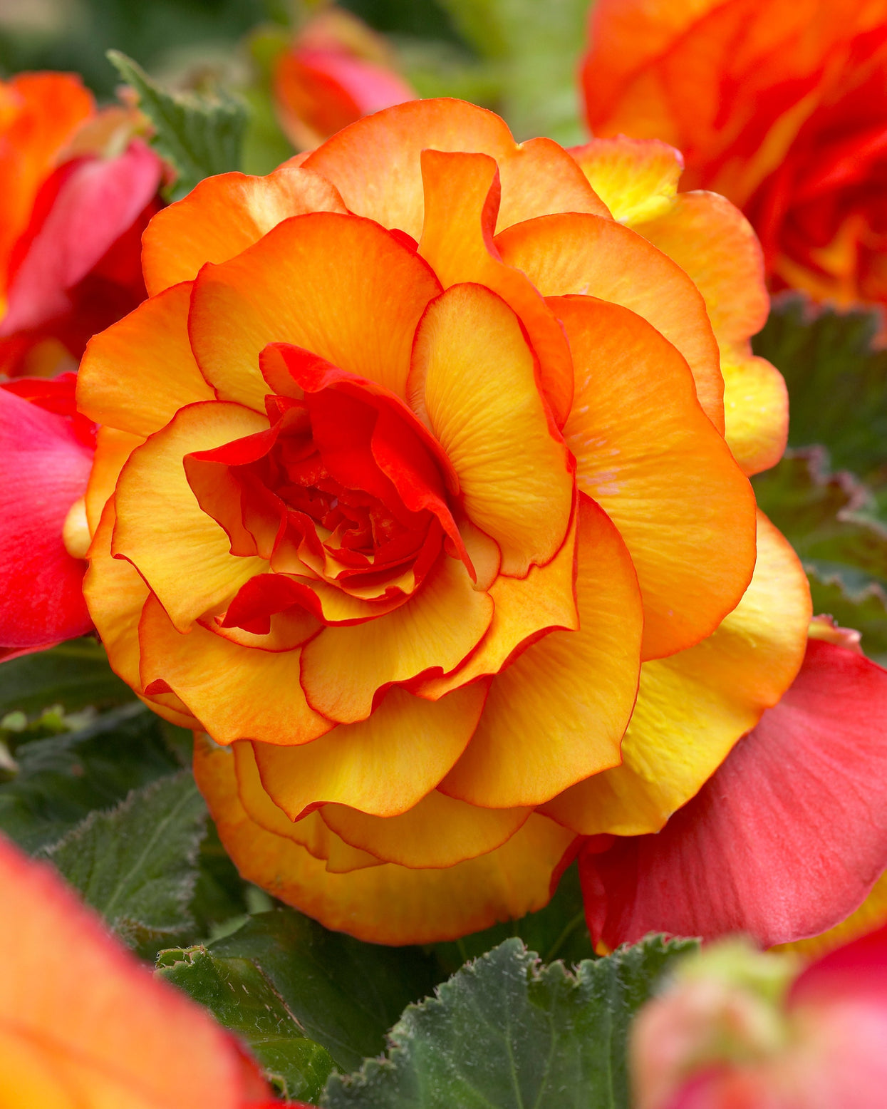 Begonia 'Picotee Sunburst' tubers | Buy online at Farmer Gracy UK