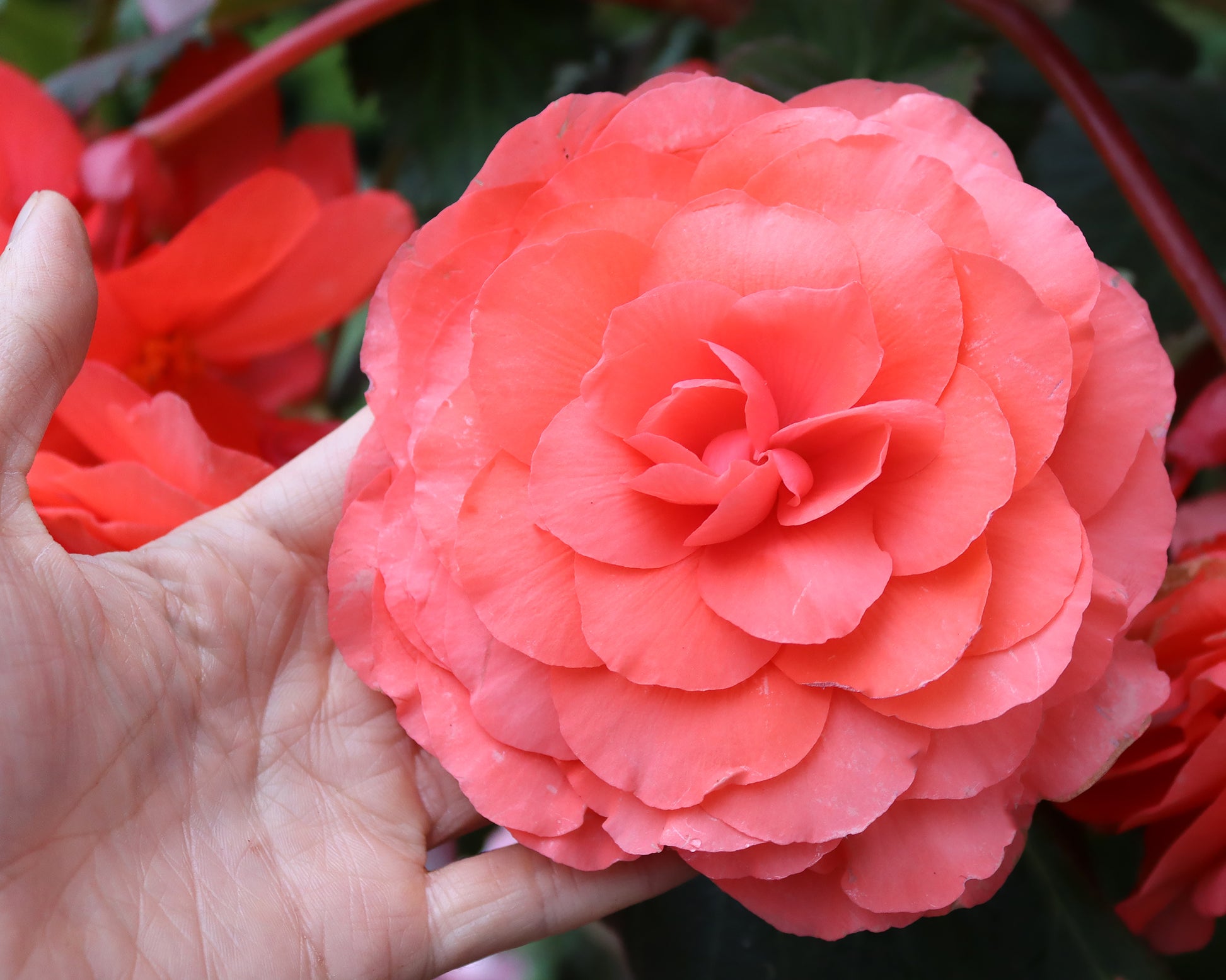 Begonia odorata 'Pink Delight' tubers — Buy fragrant pink begonias ...