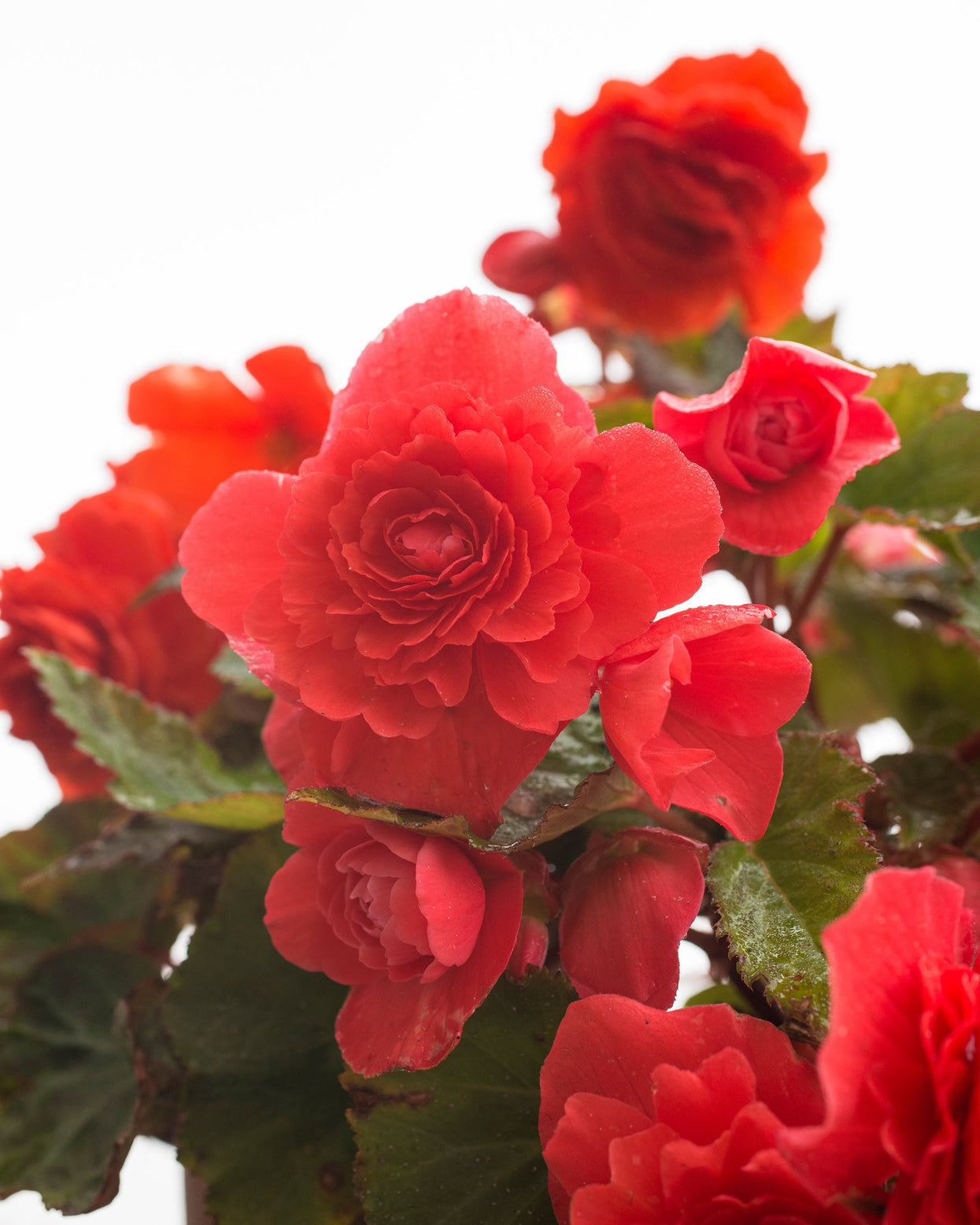 Begonia odorata 'Red Glory' tubers | Buy fragrant red begonias online ...