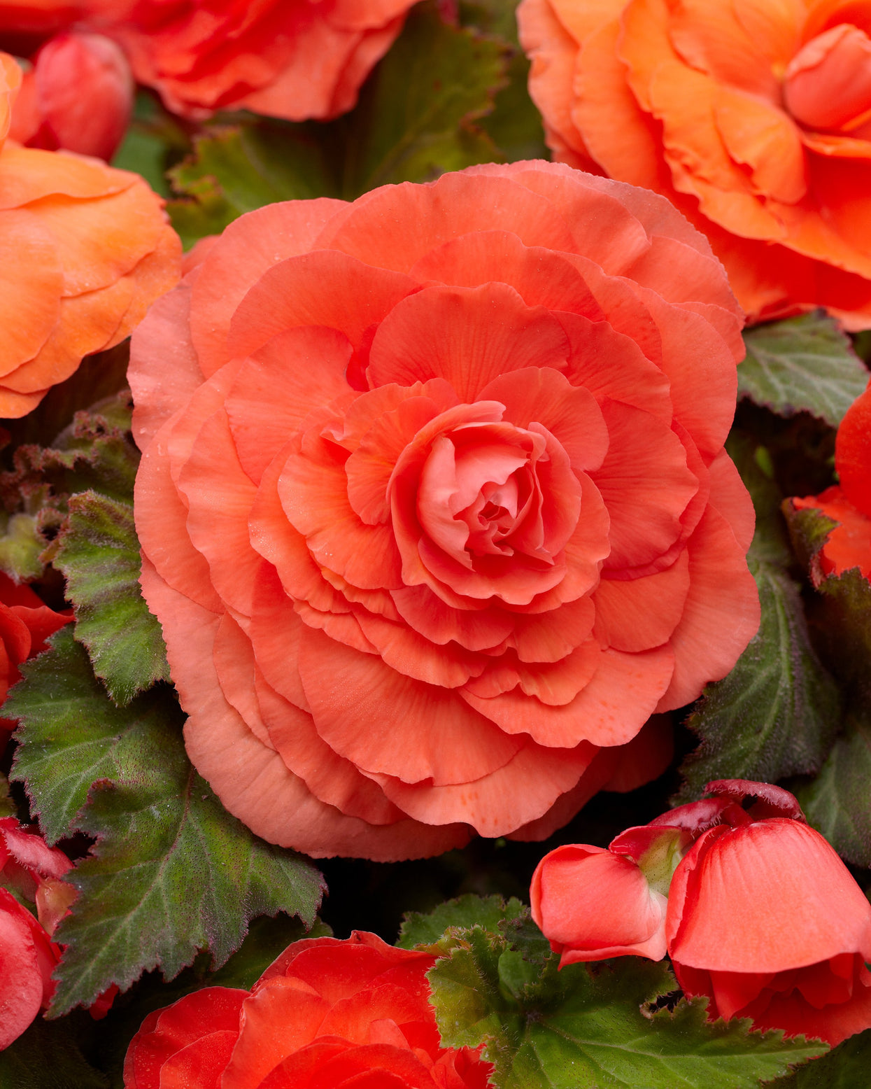 Begonia 'Superba Salmon' tubers | Buy online at Farmer Gracy UK