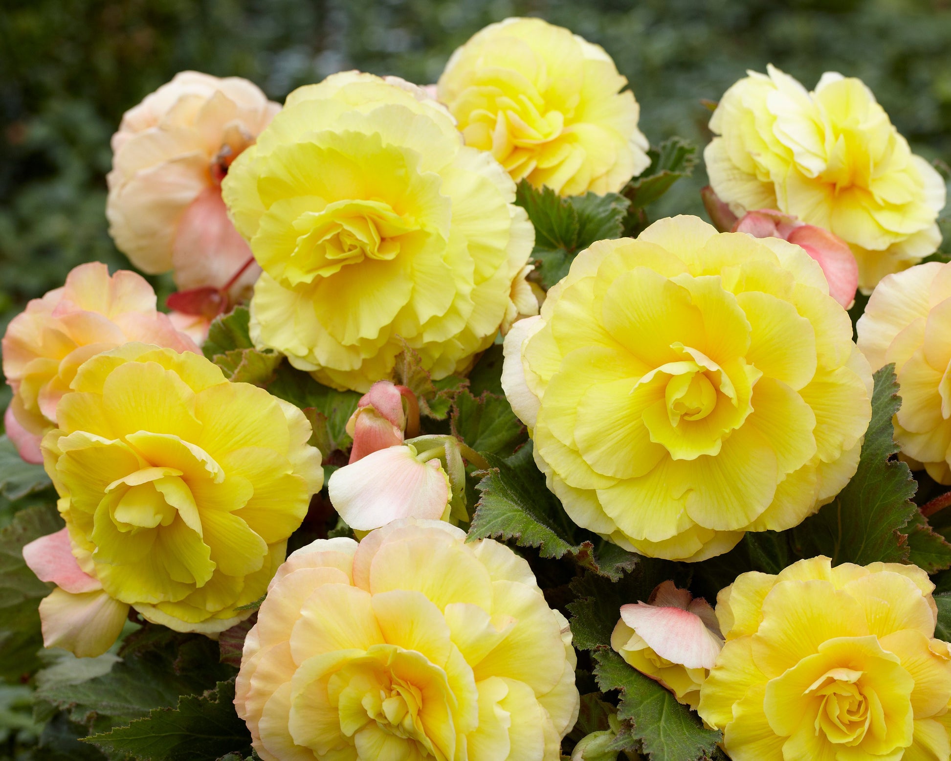 Begonia 'Superba Yellow' tubers | Buy online at Farmer Gracy UK