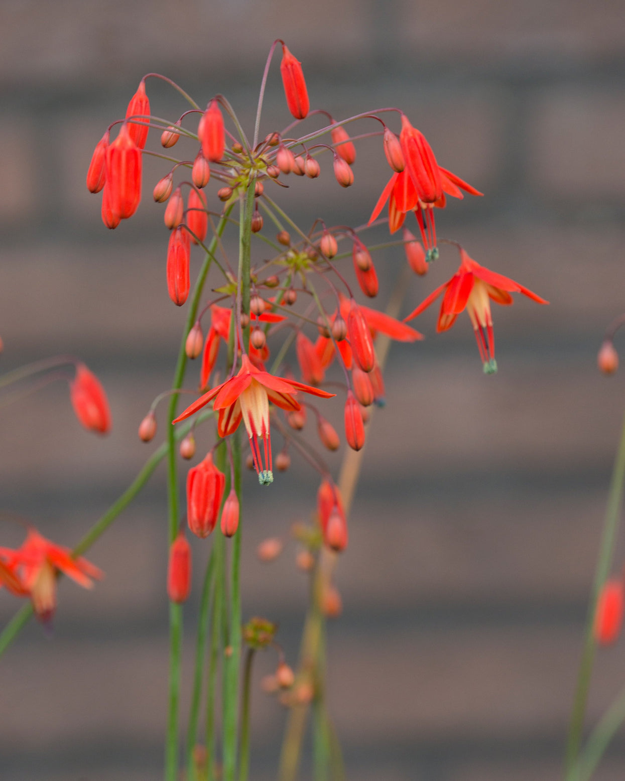 Bessera elegans (coral drops) corms — Buy online at Farmer Gracy UK