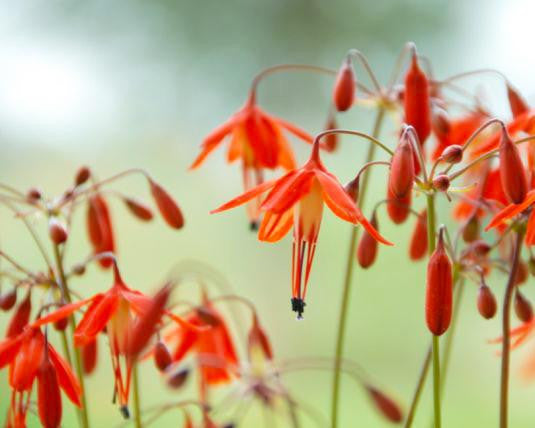 Bessera elegans (coral drops) corms — Buy online at Farmer Gracy UK