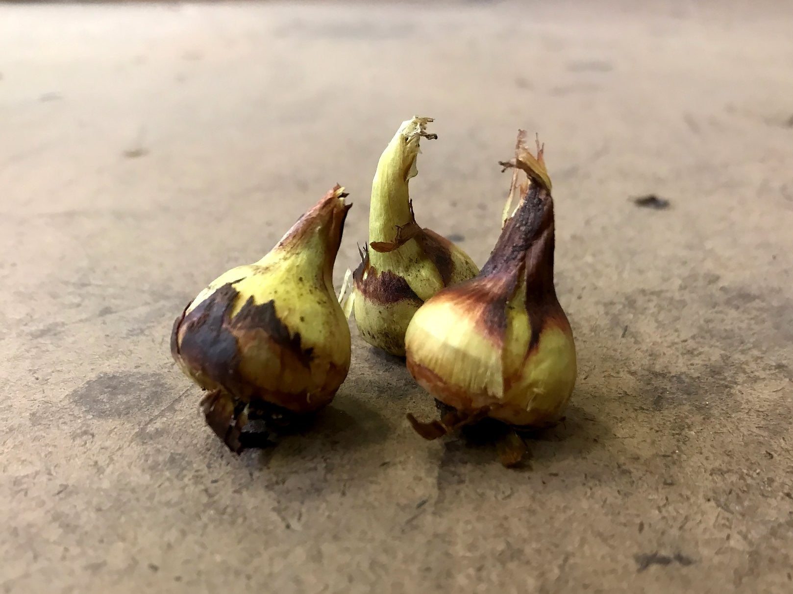 Bessera elegans (coral drops) corms — Buy online at Farmer Gracy UK
