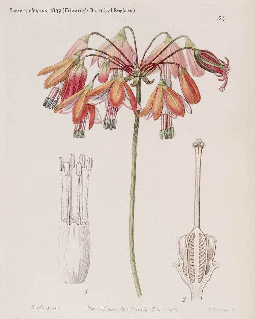 Bessera elegans (coral drops) corms — Buy online at Farmer Gracy UK