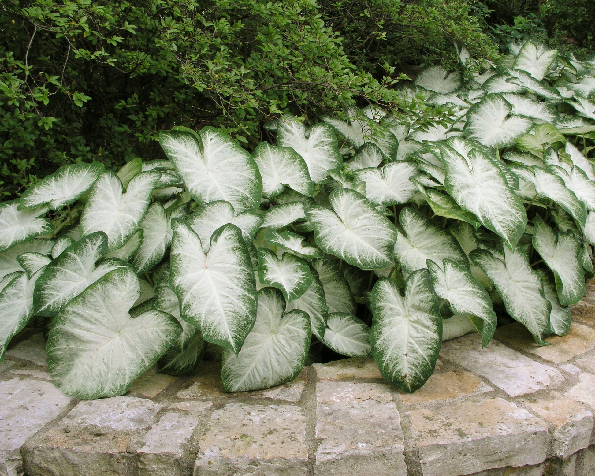 Caladium 'Aaron' Bulbs — Buy 'Angel Wings' online at Farmer Gracy UK