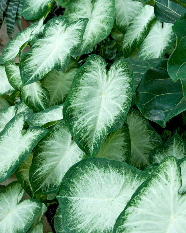Caladium 'Spring Fling' Bulbs — Buy 'Angel Wings' online at Farmer Gracy UK