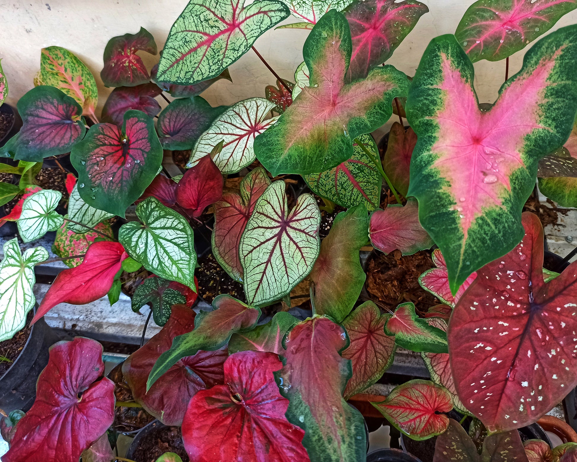 Caladium 'Fancy Mix' Bulbs — Buy mixed 'Angel Wings' online at Farmer ...