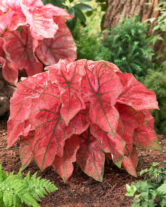 Caladium 'Spring Fling' Bulbs — Buy 'Angel Wings' online at Farmer Gracy UK