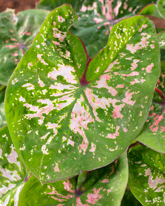 Caladium 'Festivia' Bulbs — Buy 'Angel Wings' online at Farmer Gracy UK