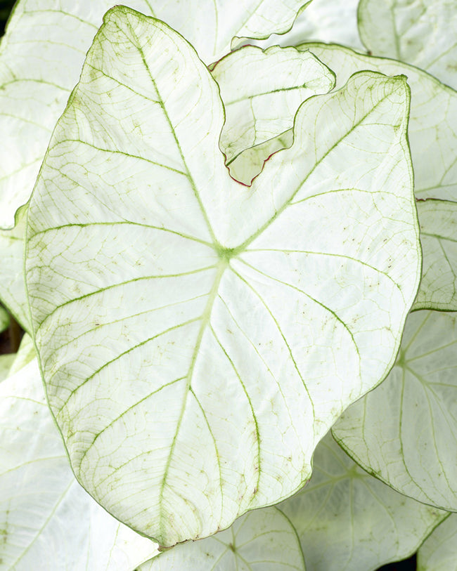 Caladium 'Kathleen' Bulbs — Buy 'Angel Wings' online at Farmer Gracy UK