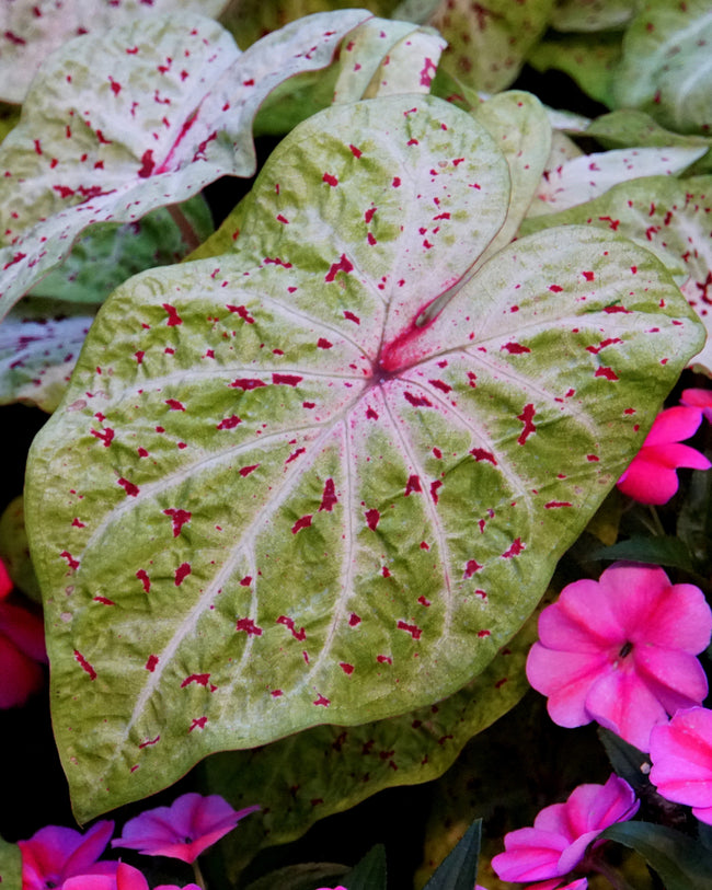 Caladium 'Spring Fling' Bulbs — Buy 'Angel Wings' online at Farmer Gracy UK