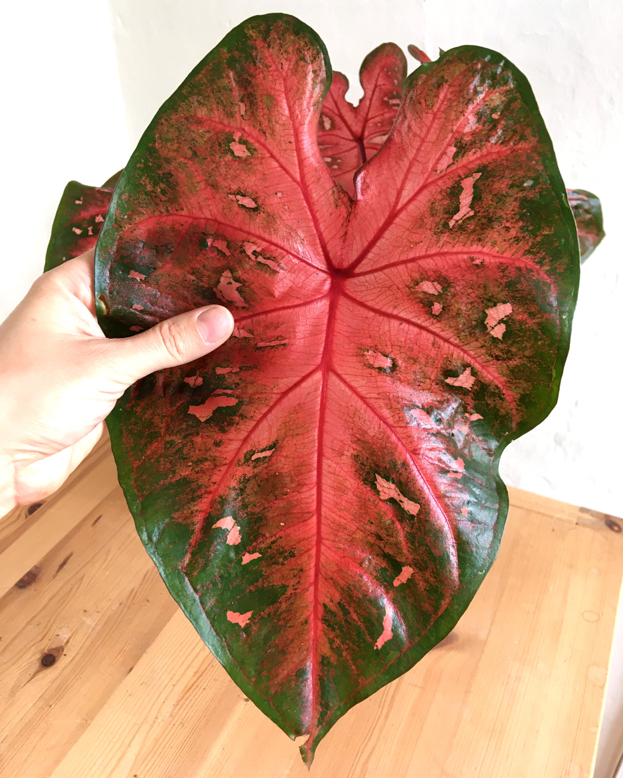 Caladium 'Red Flash' Bulbs | Buy 'Angel Wings' online at Farmer Gracy UK