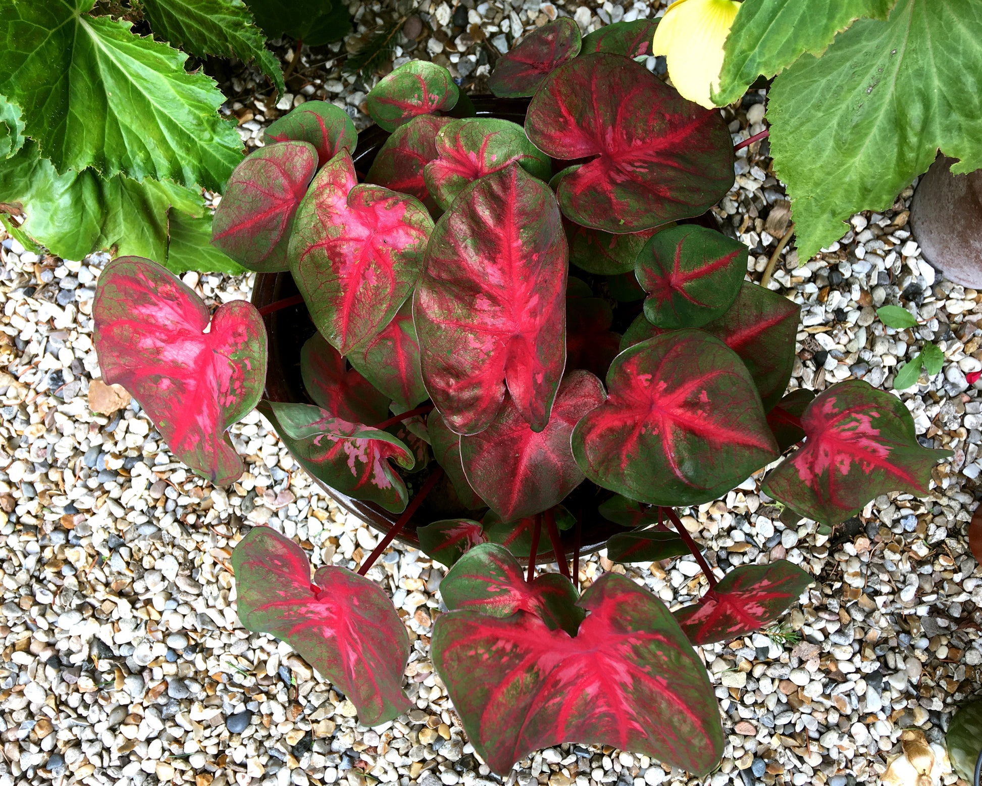 Caladium 'Red Flash' Bulbs — Buy 'Angel Wings' online at Farmer Gracy UK