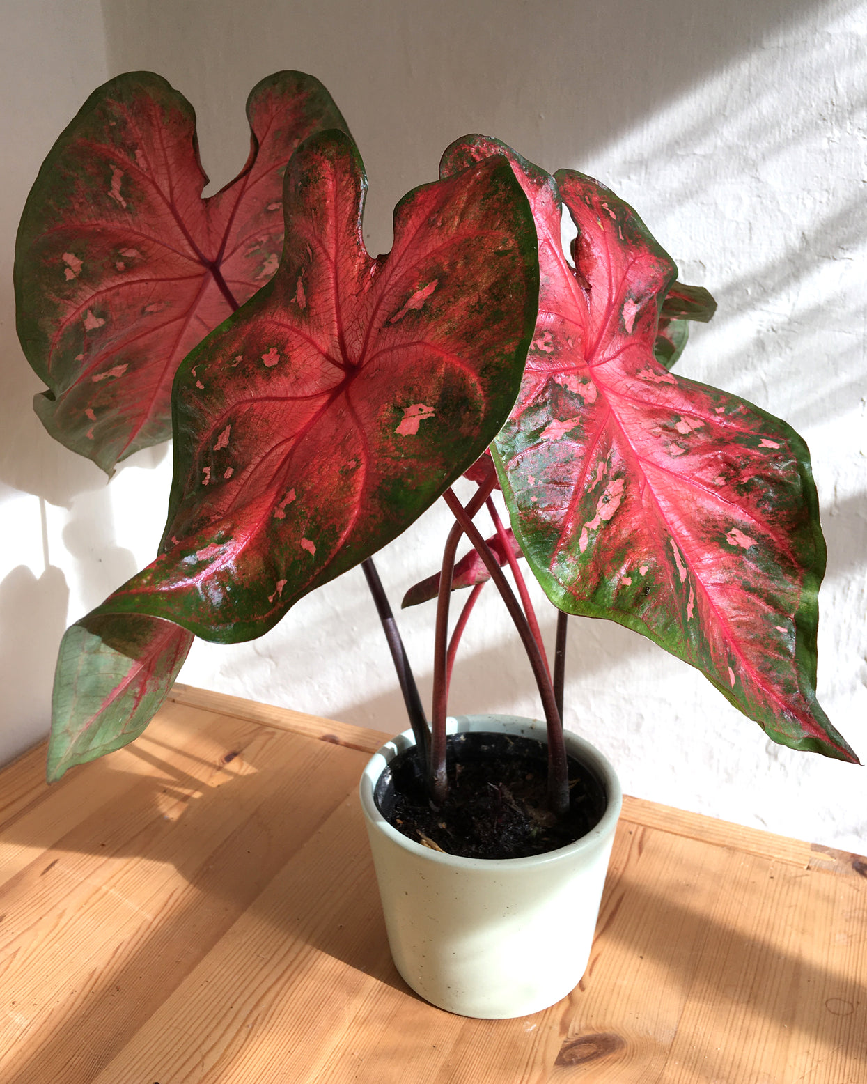 Caladium 'Red Flash' Bulbs — Buy 'Angel Wings' online at Farmer Gracy UK