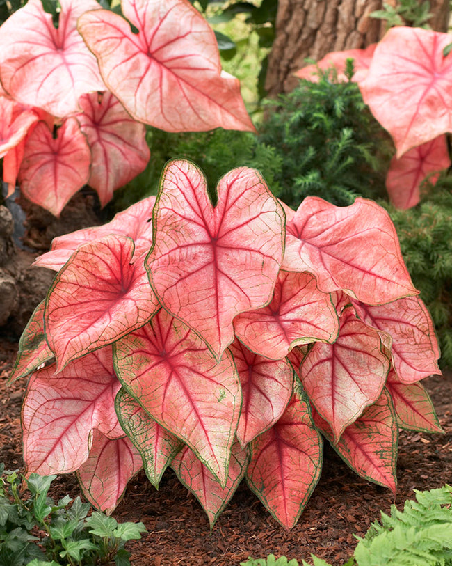 Caladium 'Festivia' Bulbs — Buy 'Angel Wings' online at Farmer Gracy UK