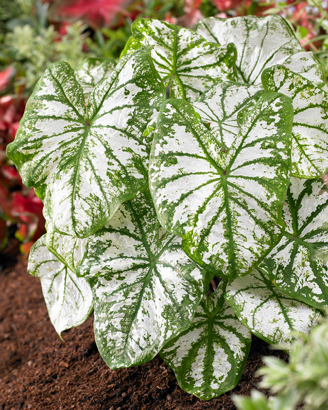 Caladium 'Festivia' Bulbs — Buy 'Angel Wings' online at Farmer Gracy UK