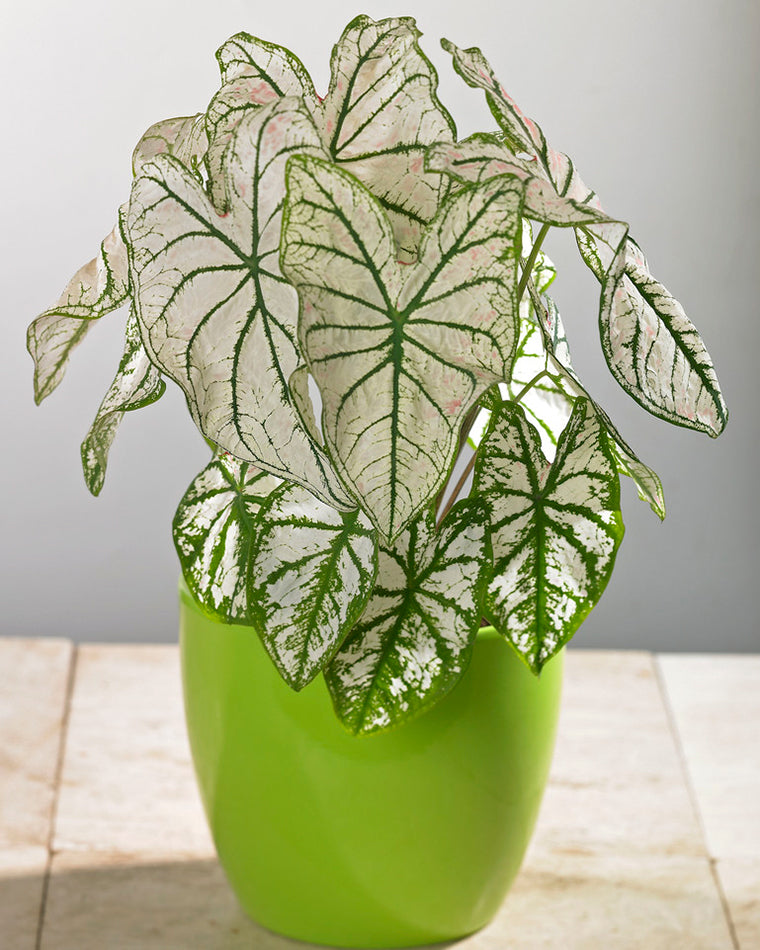 Caladium 'White Christmas' Bulbs — Buy 'Angel Wings' online at Farmer ...