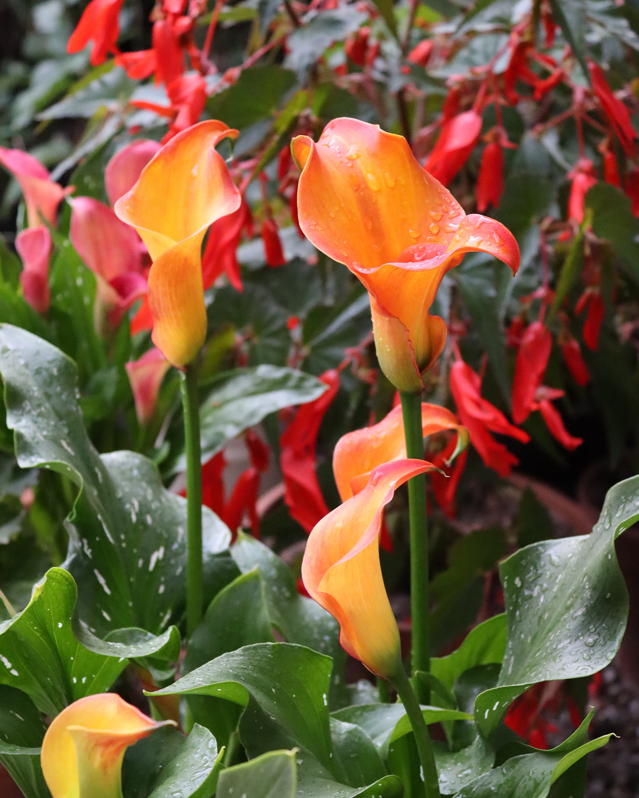 Calla 'Captain Safari' bulbs | Buy online at Farmer Gracy UK