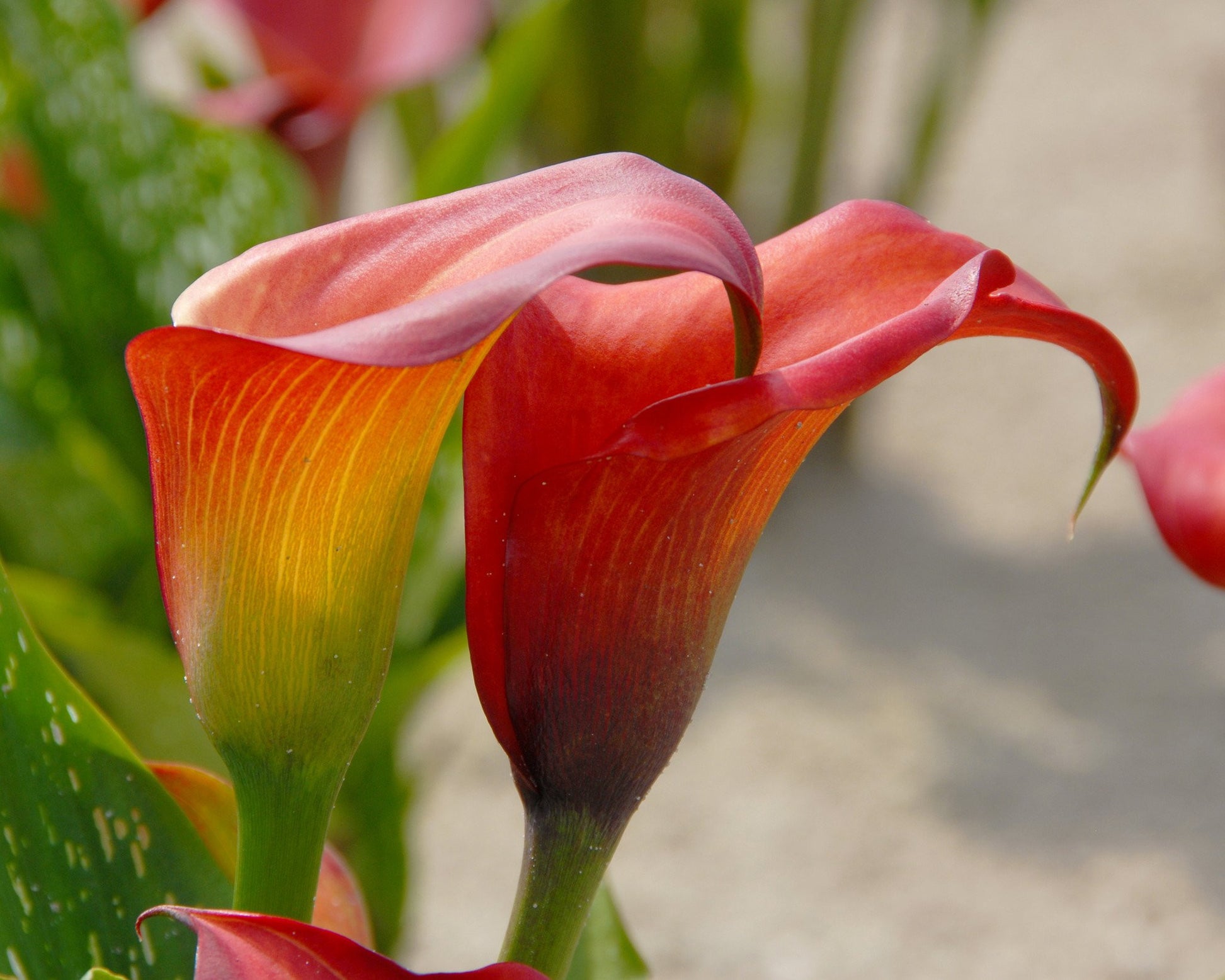 Calla 'Captain Murano' bulbs — Buy online at Farmer Gracy UK