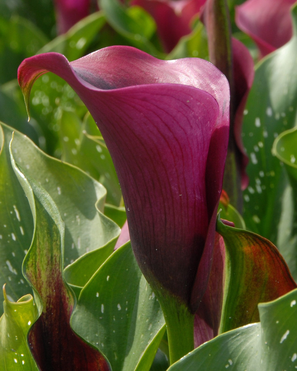 Calla 'Captain Prado' bulbs — Buy online at Farmer Gracy UK
