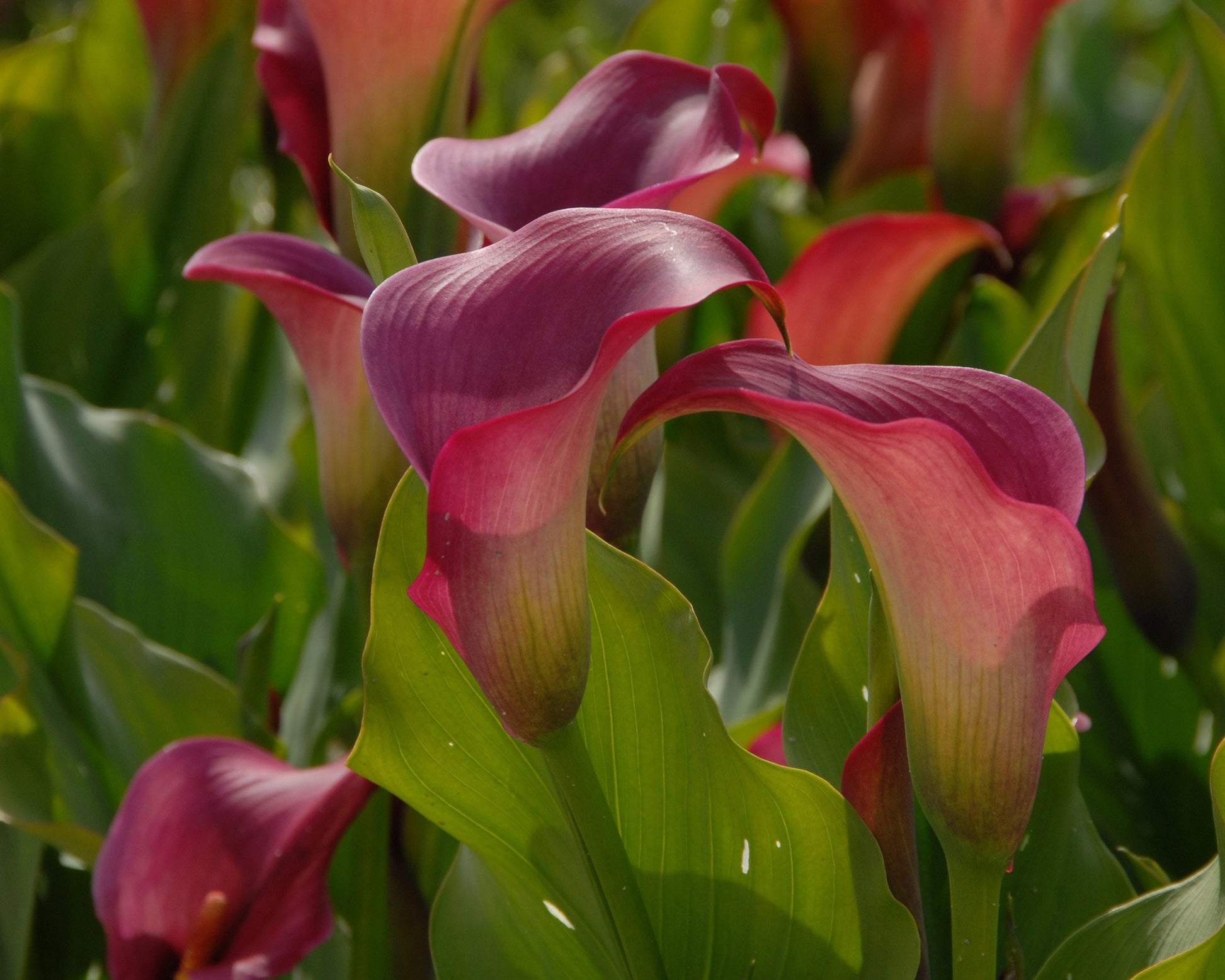 Calla 'Captain Promise' bulbs — Buy online at Farmer Gracy UK