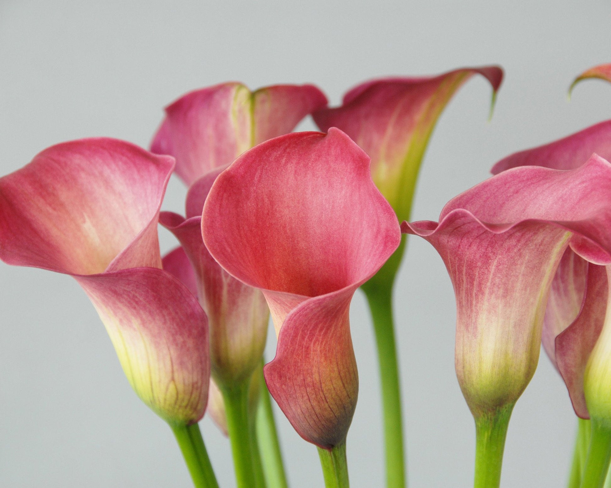 Calla 'Captain Romance' bulbs | Buy online at Farmer Gracy UK