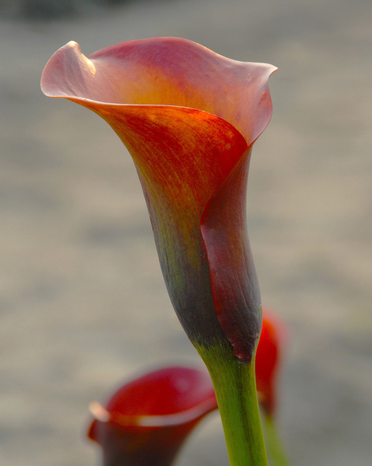 Calla 'Captain Safari' bulbs — Buy online at Farmer Gracy UK