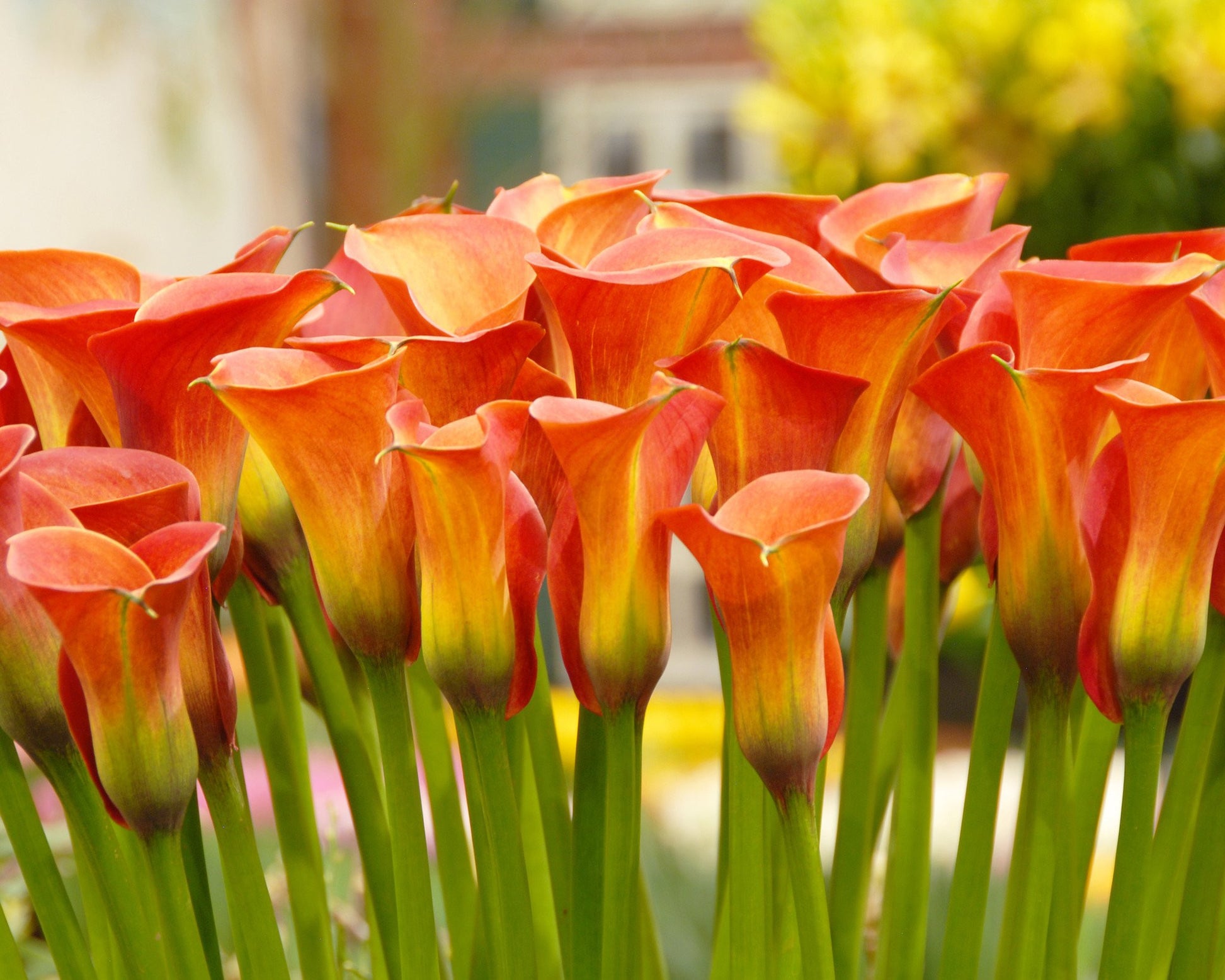 Calla 'Captain Safari' bulbs | Buy online at Farmer Gracy UK