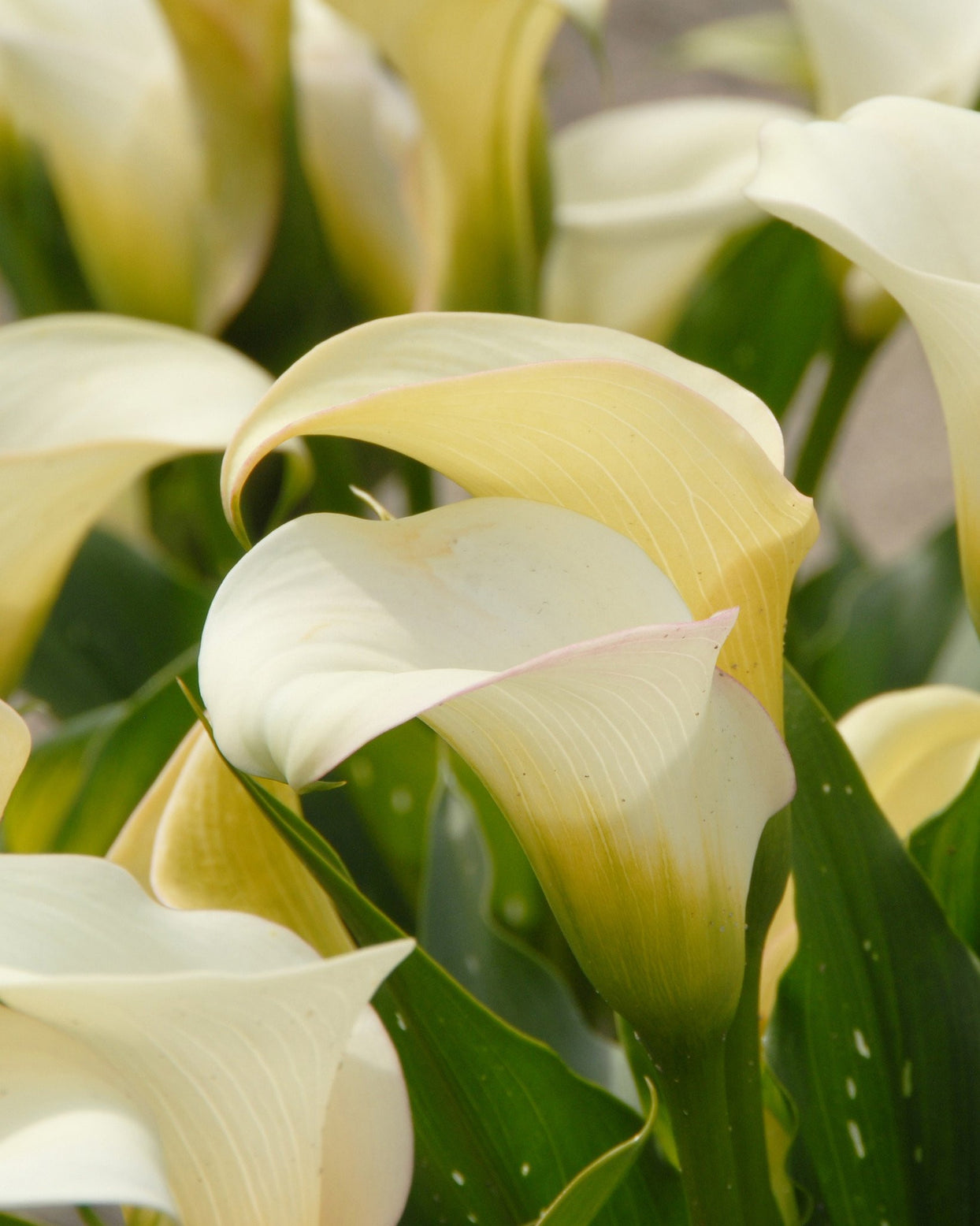 Calla 'Captain Ventura' bulbs — Buy online at Farmer Gracy UK