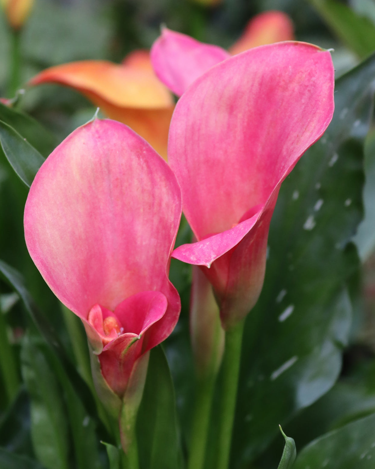 Calla 'Pink Jewel' bulbs | Buy online at Farmer Gracy UK