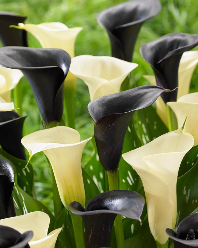 Calla collection 'Tiger' — Buy online at Farmer Gracy UK