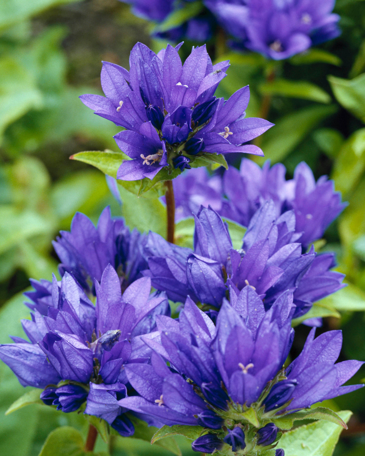 Campanula glomerata 'Superba' bare roots — Buy purple-blue bellflowers ...