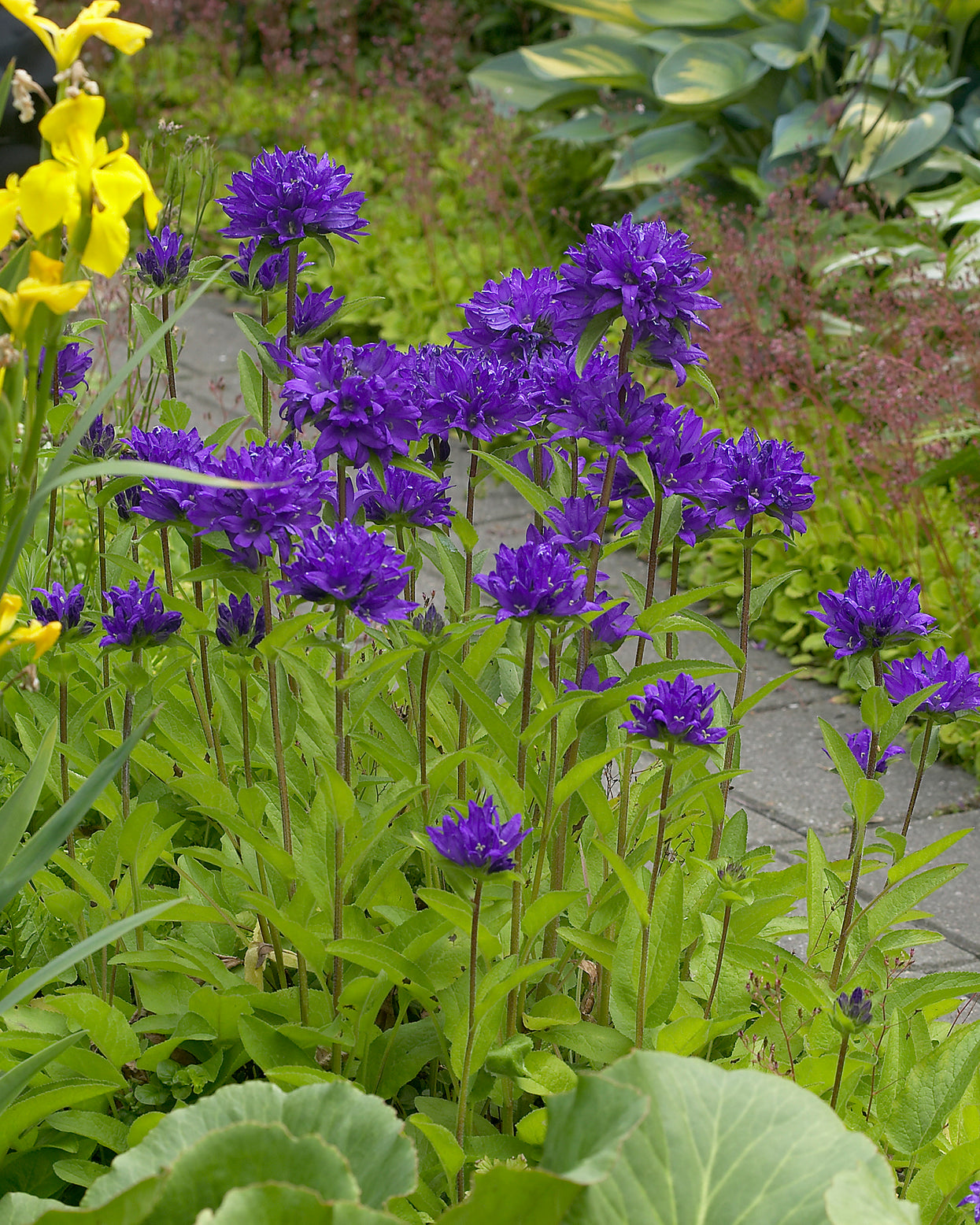 Campanula glomerata 'Superba' bare roots — Buy purple-blue bellflowers ...