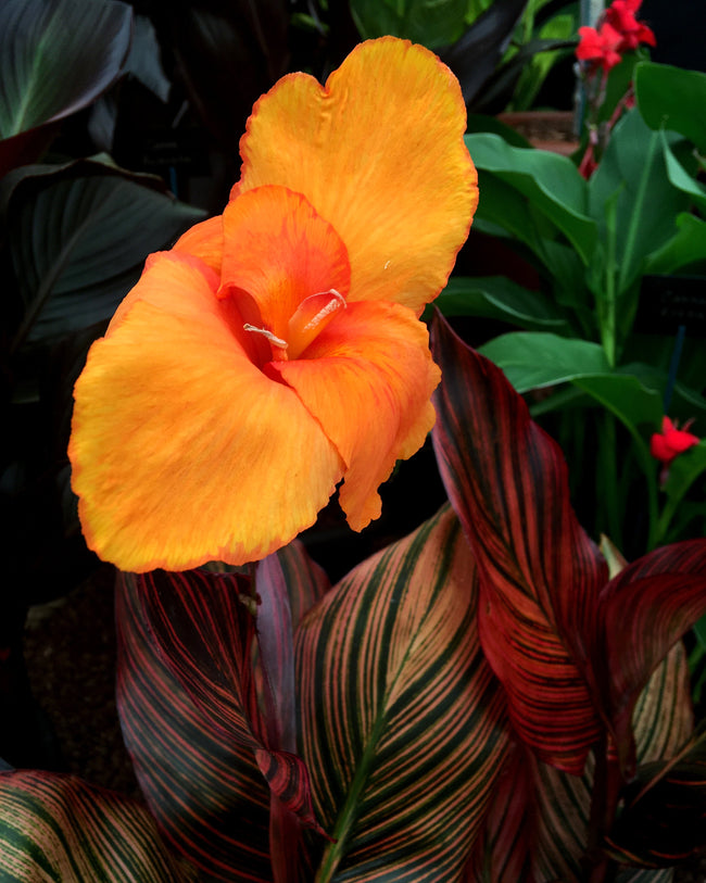 Canna 'Fantasy' rhizomes — Buy online at Farmer Gracy UK