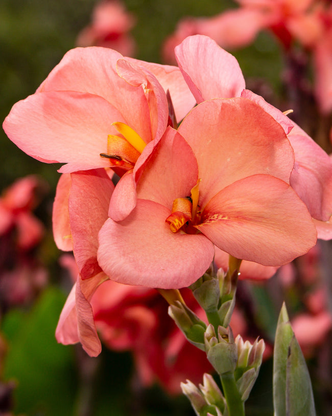 Canna 'Fantasy' rhizomes — Buy online at Farmer Gracy UK