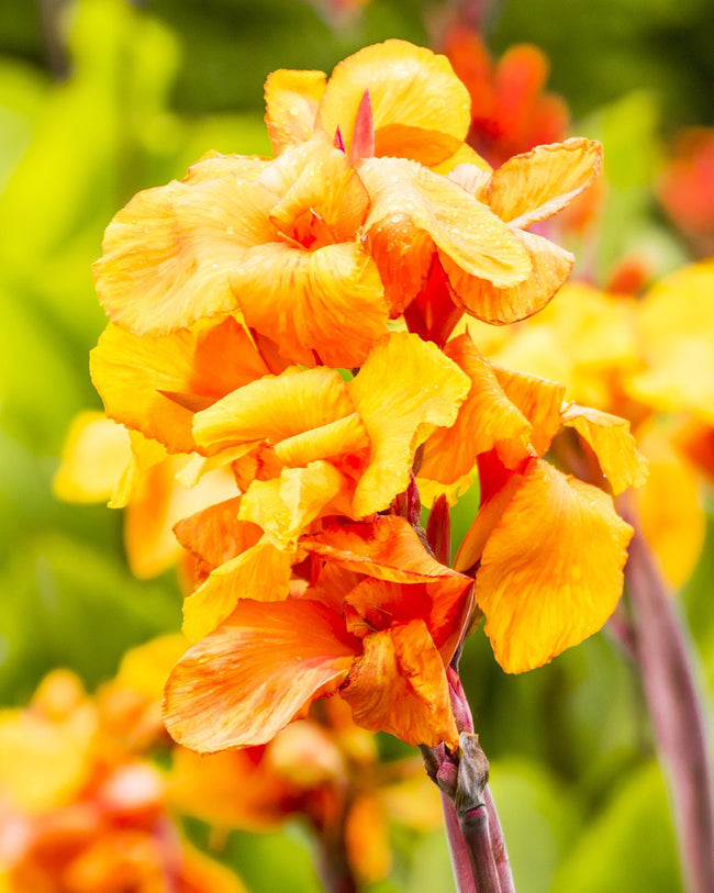 Canna 'Fantasy' rhizomes — Buy online at Farmer Gracy UK