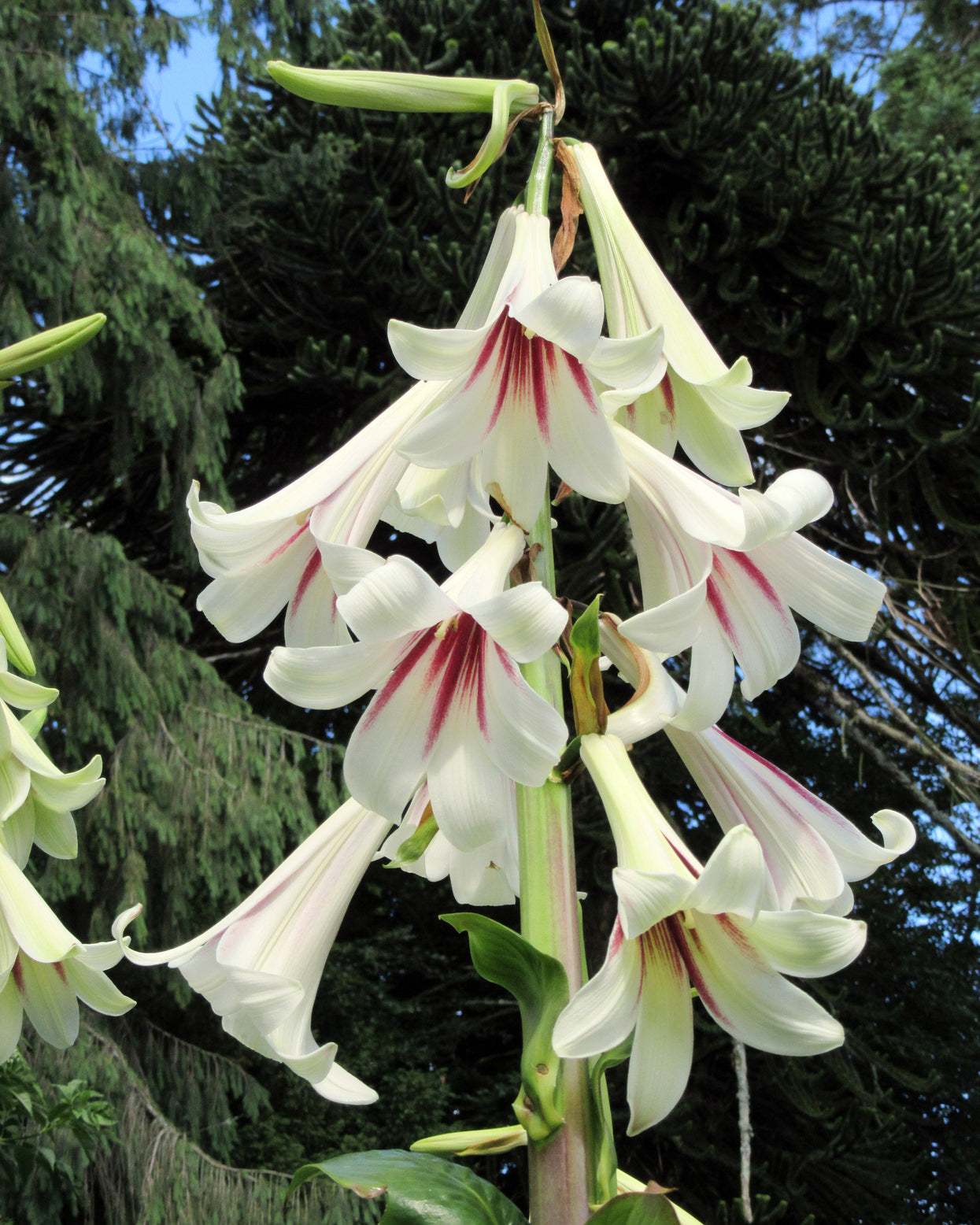 Cardiocrinum giganteum bulbs — Buy 'Giant Himalayan Lily' online at ...