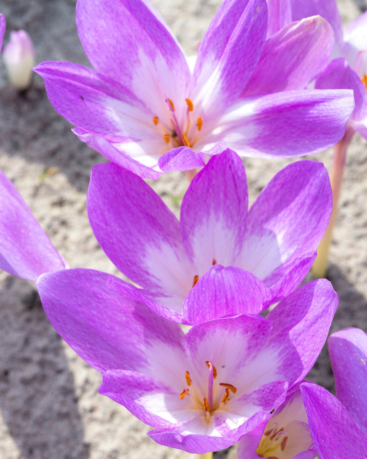 Colchicum 'Giant' bulbs | Buy online at Farmer Gracy UK